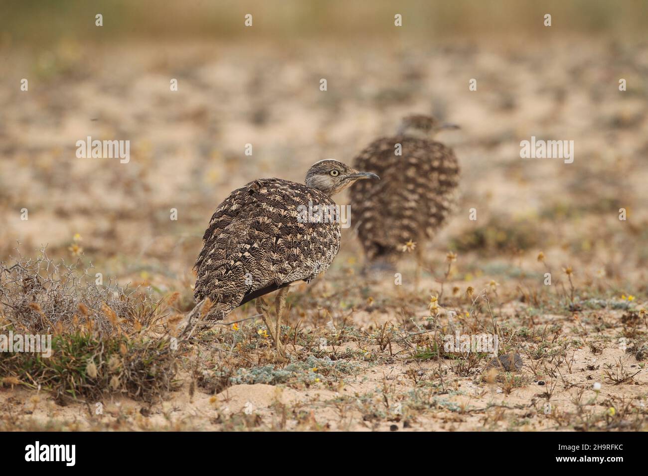 Houbara bustard can be viewed from the tracks through the arid ...