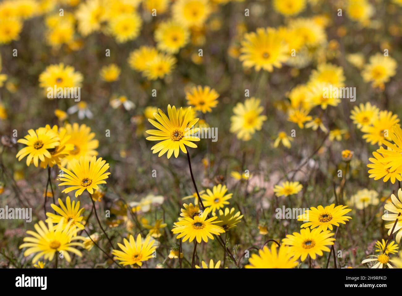 Yellow daisies close up of wildflowers growing Stock Photo - Alamy
