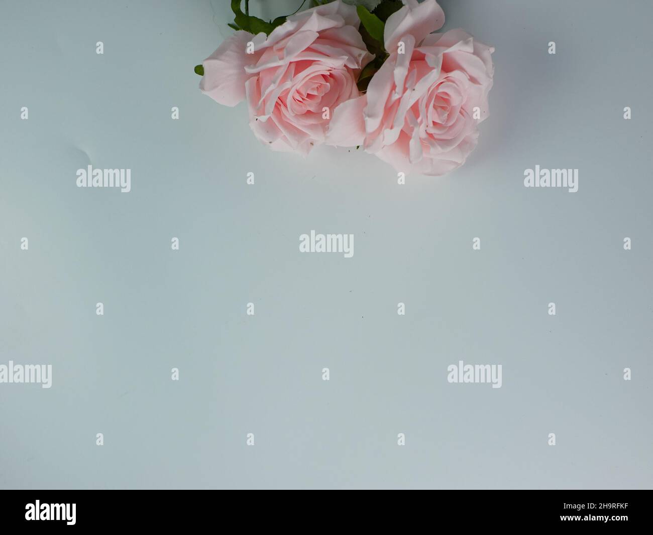 Artificial pink roses with copy space on a white background. ready to ...