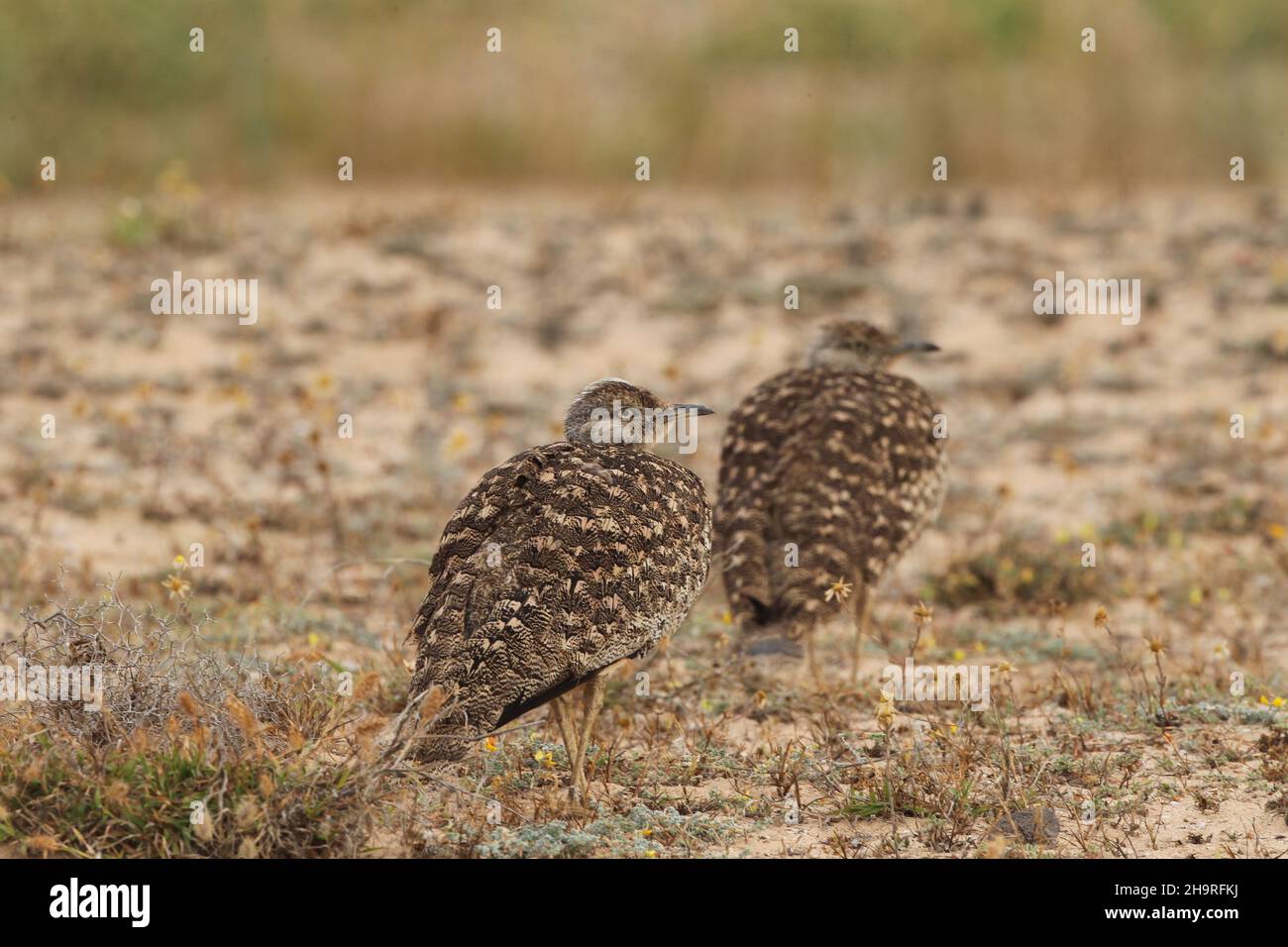 Houbara bustard can be viewed from the tracks through the arid ...