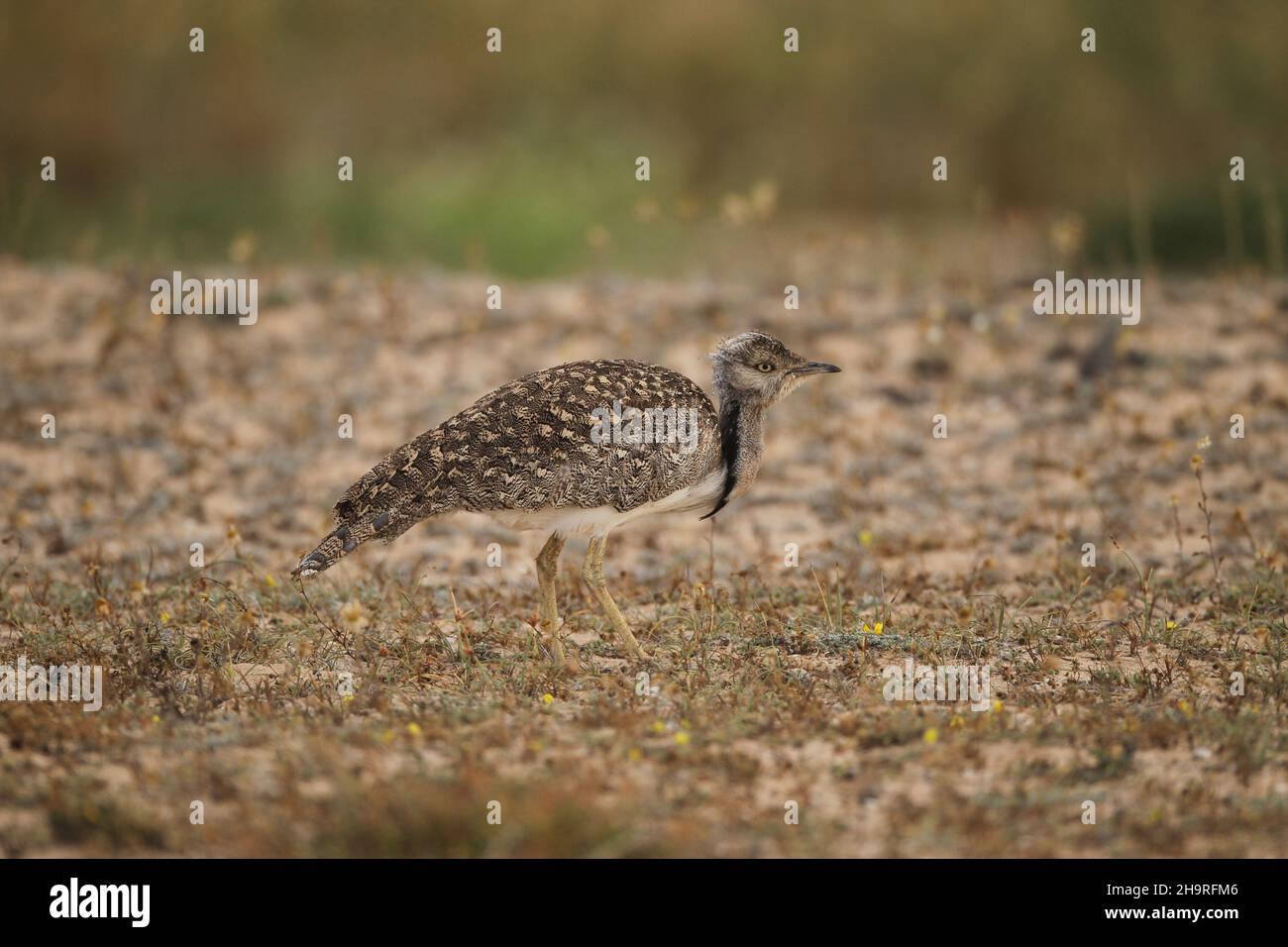 Houbara bustard can be viewed from the tracks through the arid ...