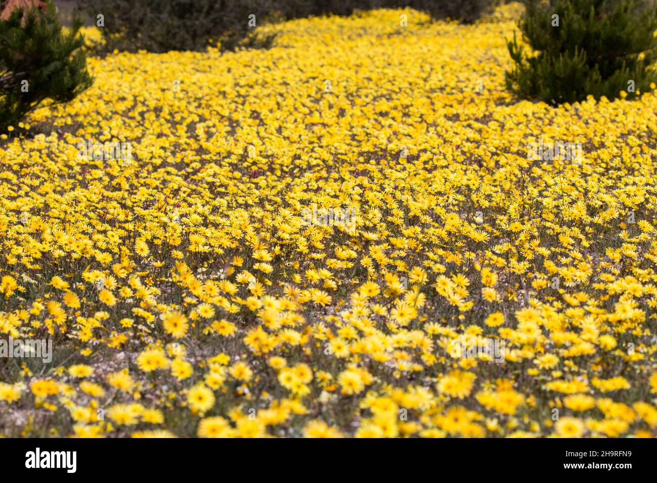 Yellow daisies display of a large field of flowers in the Namaqualand ...