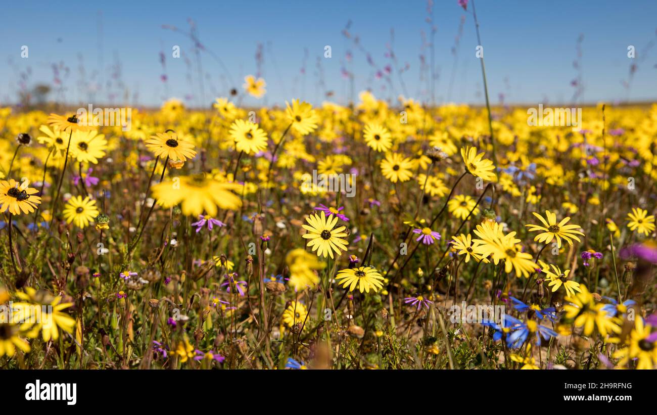 Field Of Yellow Daisies