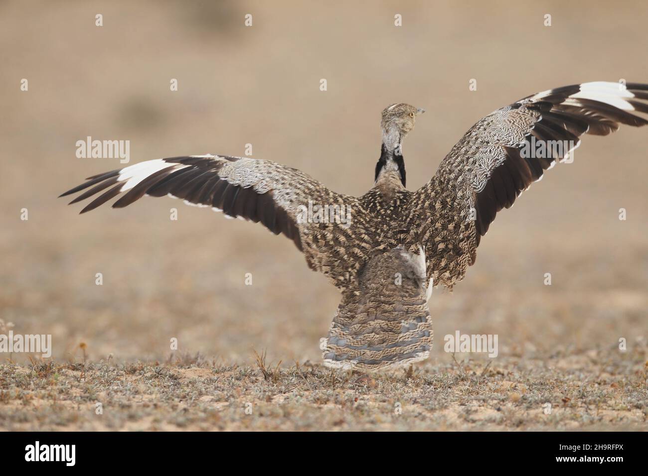 Houbara bustard can be viewed from the tracks through the arid ...