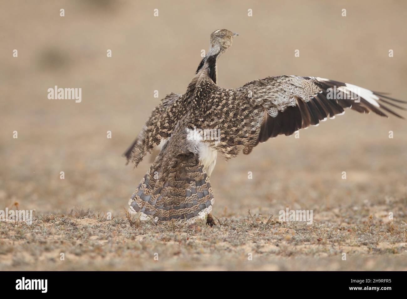 Houbara bustard can be viewed from the tracks through the arid ...