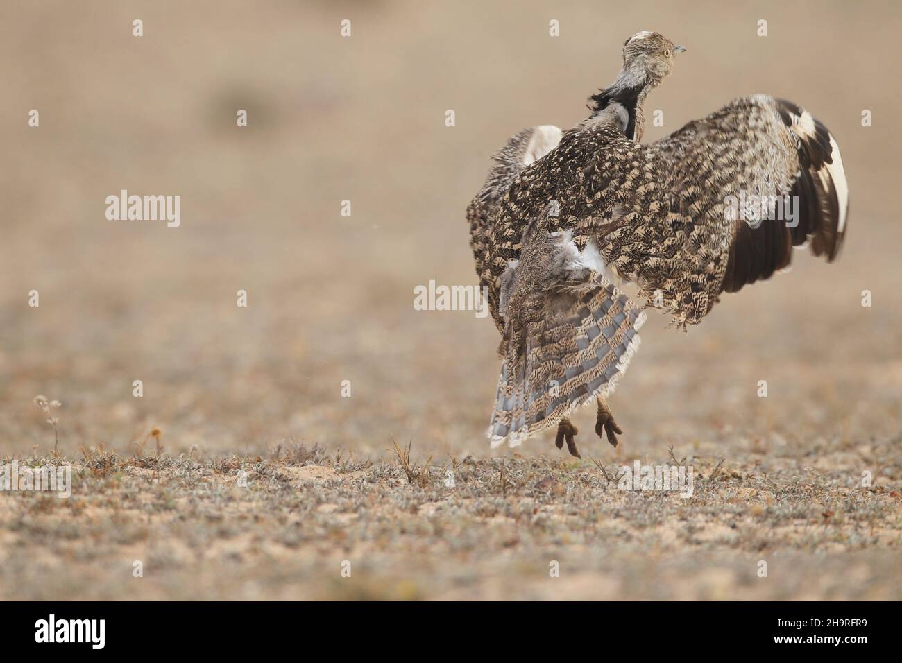 Houbara bustard can be viewed from the tracks through the arid ...