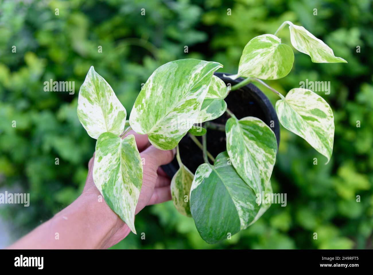 Epipremnum Marble Queen Stock Photo - Alamy
