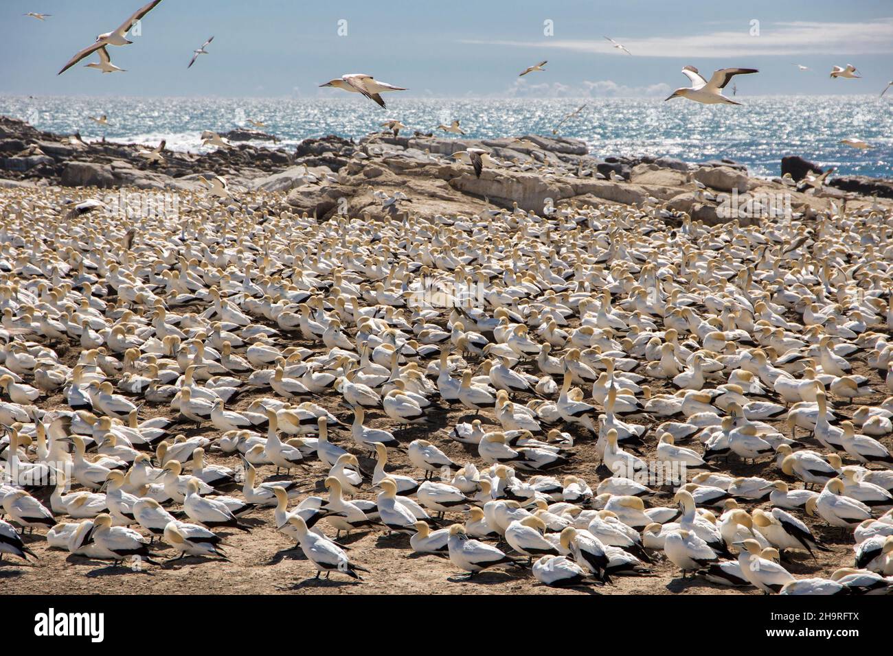 Breeding and resting for birds hi-res stock photography and images - Alamy