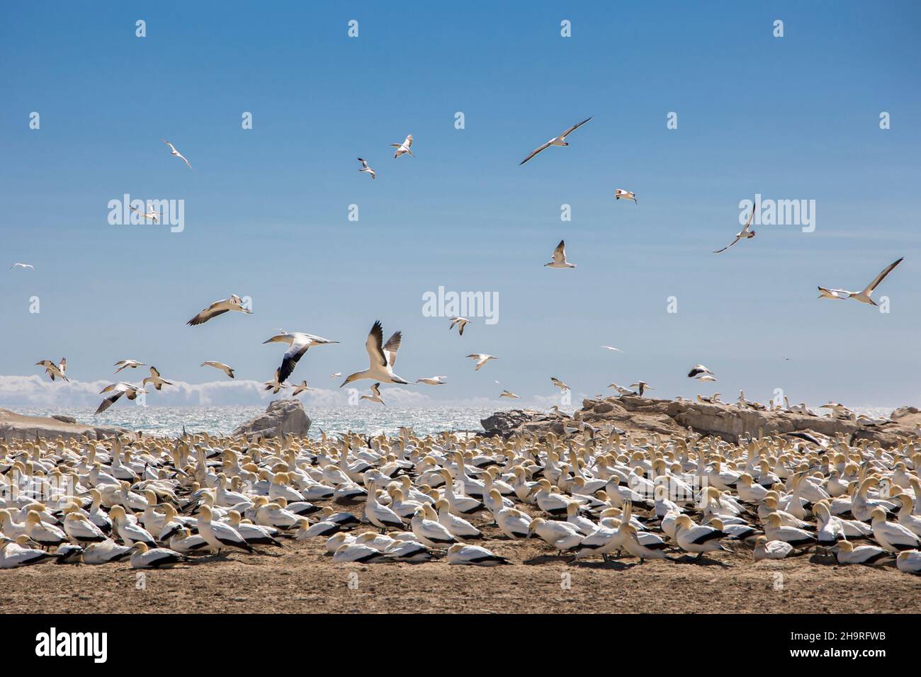 A breeding colony of Cape gannets (Morus capensis) on Bird Island in ...