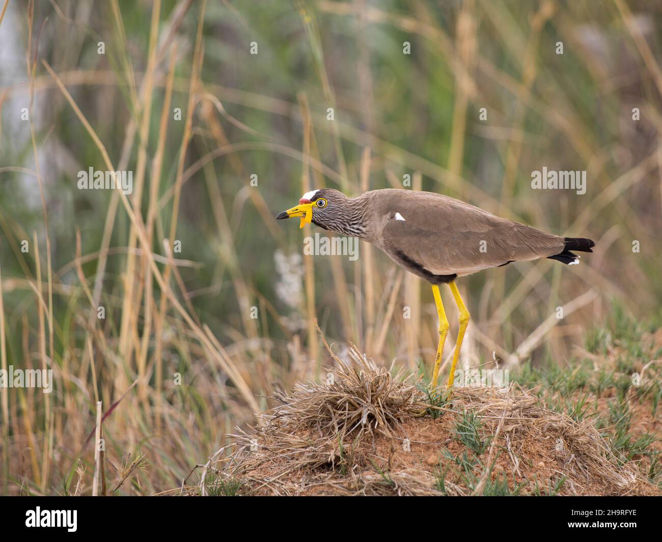 African wattled lapwing (Vanellus senegallus) bird standing on the ...
