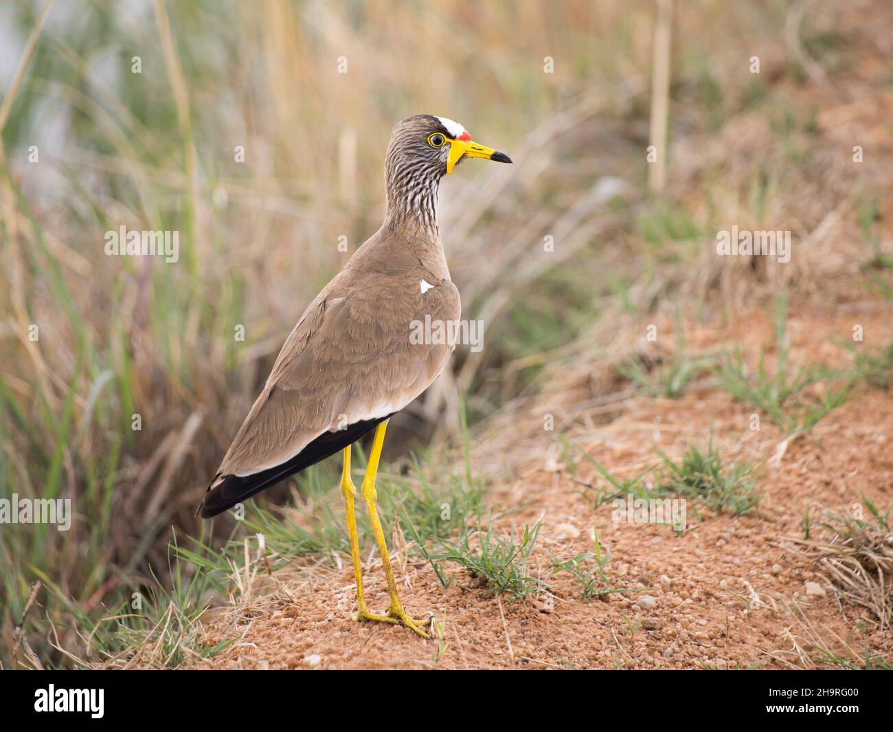 African wattled lapwing (Vanellus senegallus) bird standing on the ...