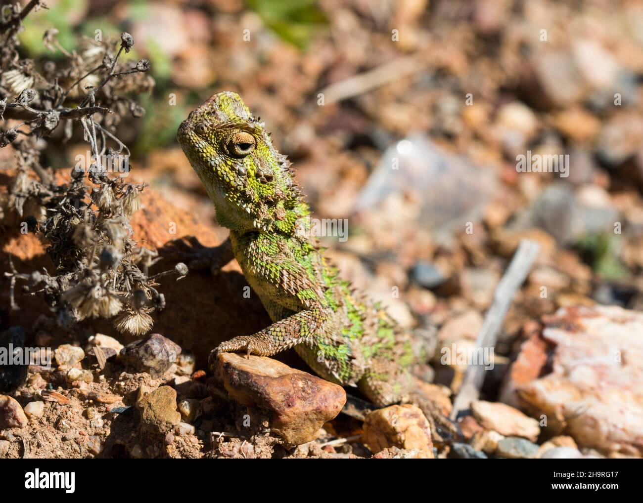 Spiny agama hi-res stock photography and images - Alamy