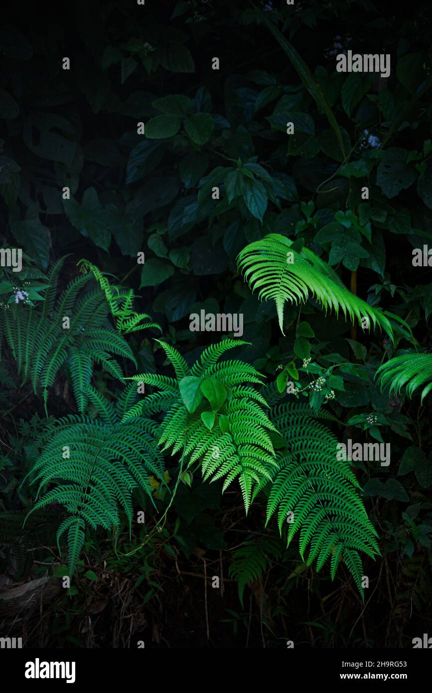 Dark green fern leaves in dark lush forest background Stock Photo - Alamy