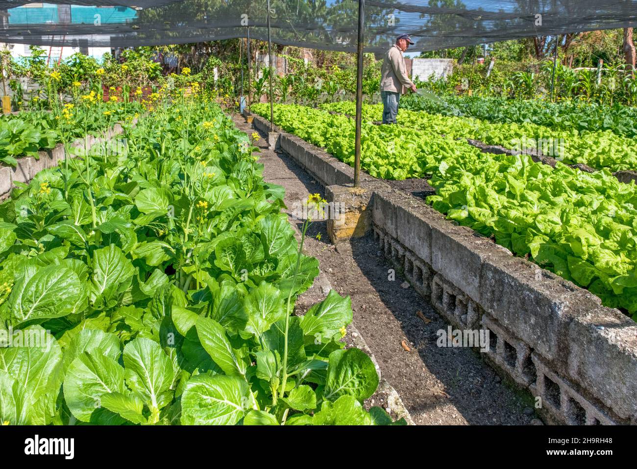 Organic Food Garden Stock Photo - Alamy