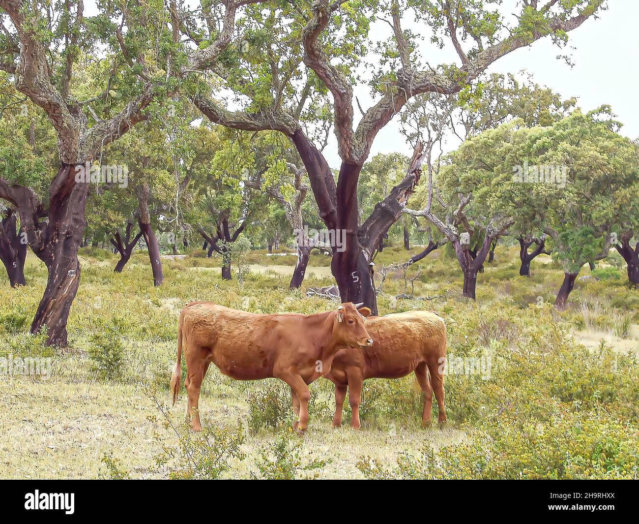 Beautiful shot two cows hi-res stock photography and images - Alamy