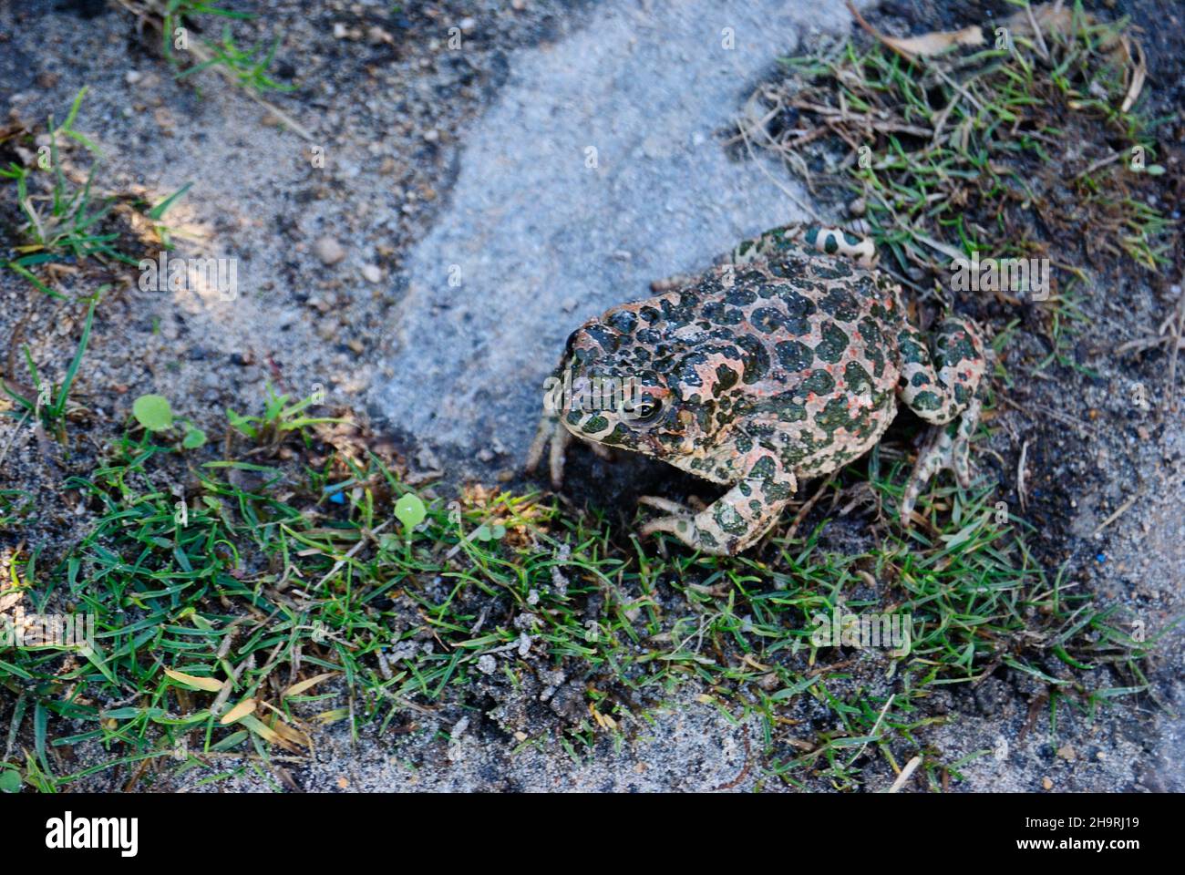 A toad at La Pelosa beach Stock Photo - Alamy