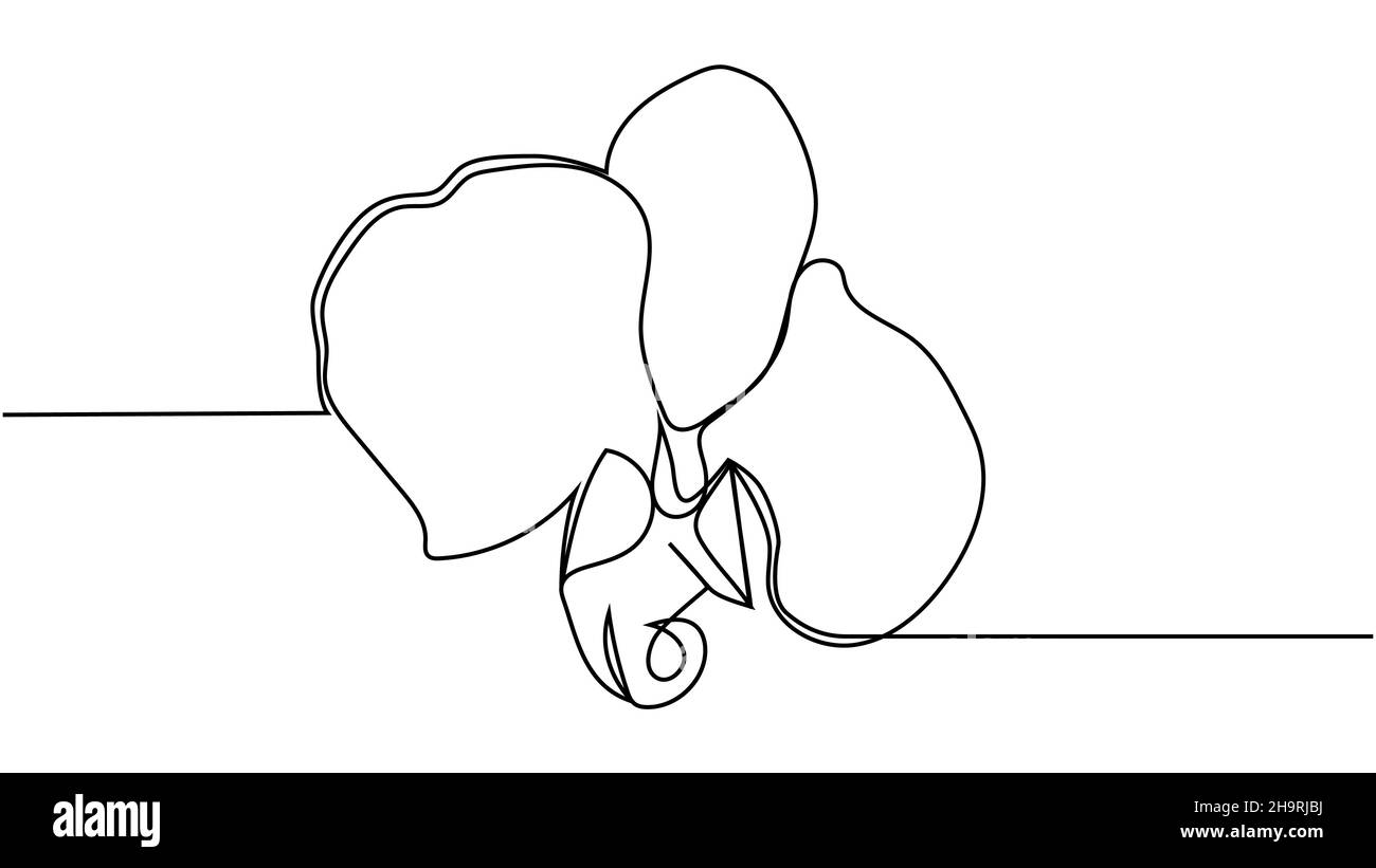 Hand Drawn Orchid Flowers One Line Drawing Minimalist Art Stock