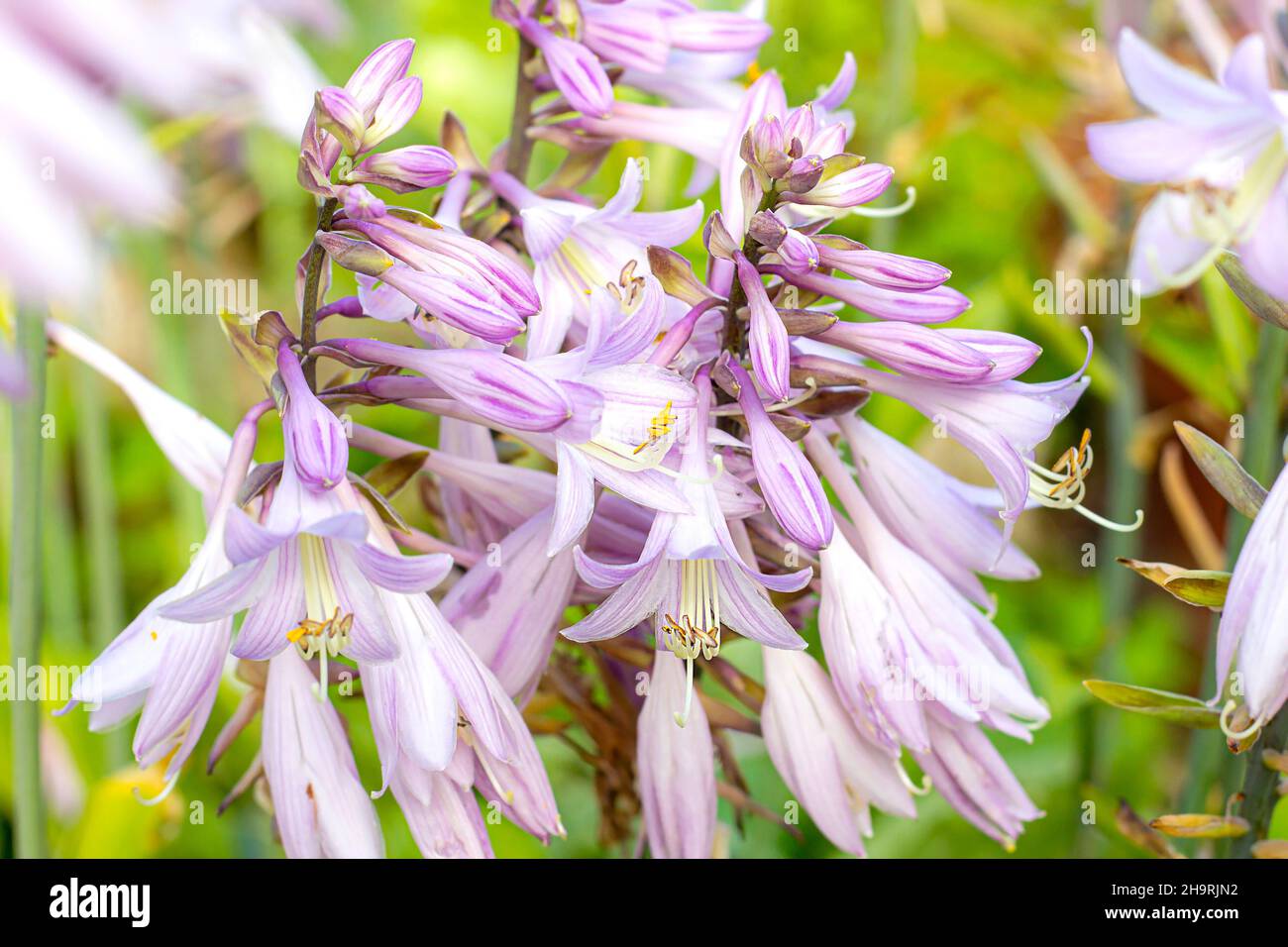Purple hosta hi-res stock photography and images - Alamy