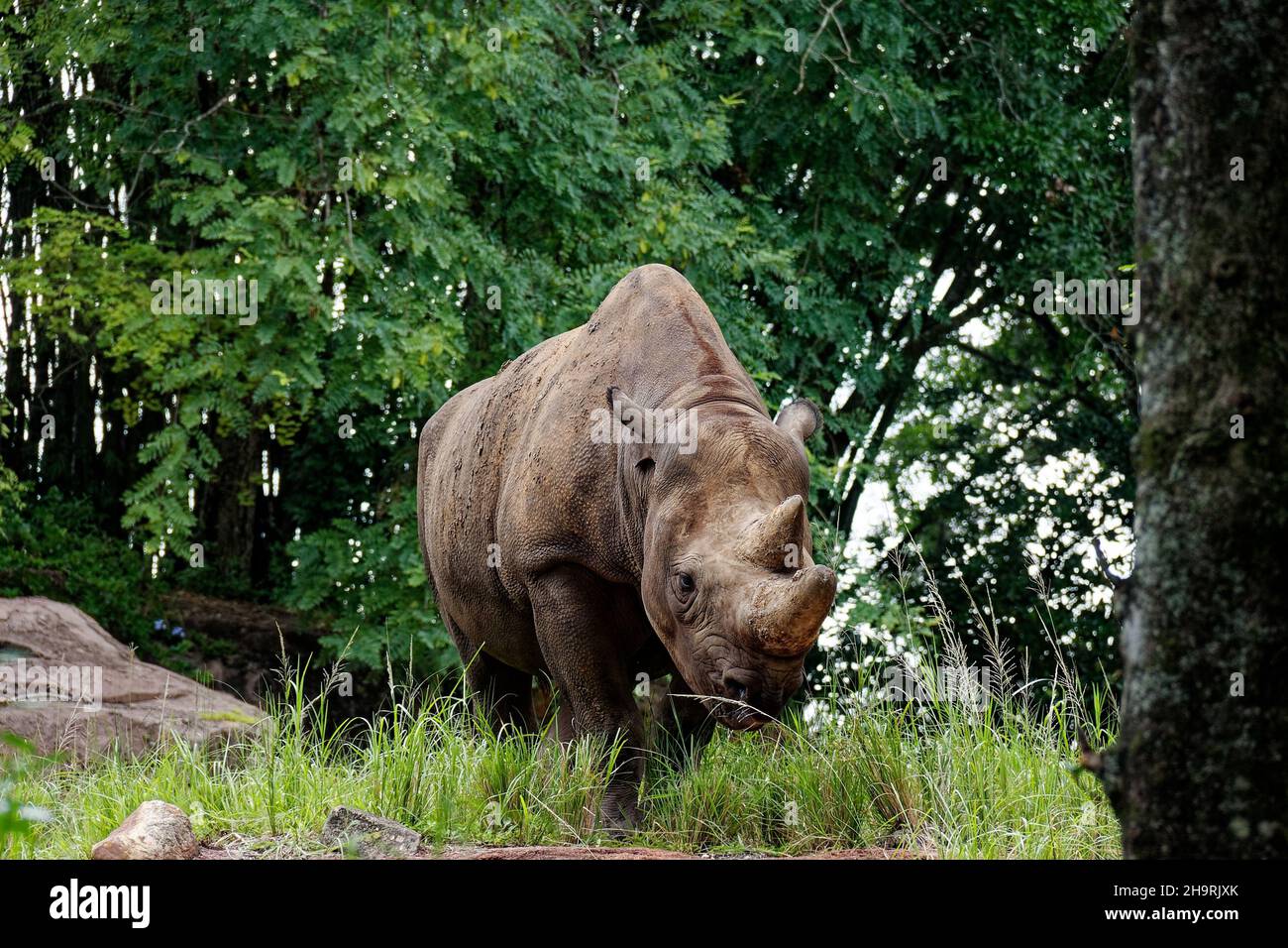 Rhino walking in the safari, trees, and grass Stock Photo - Alamy