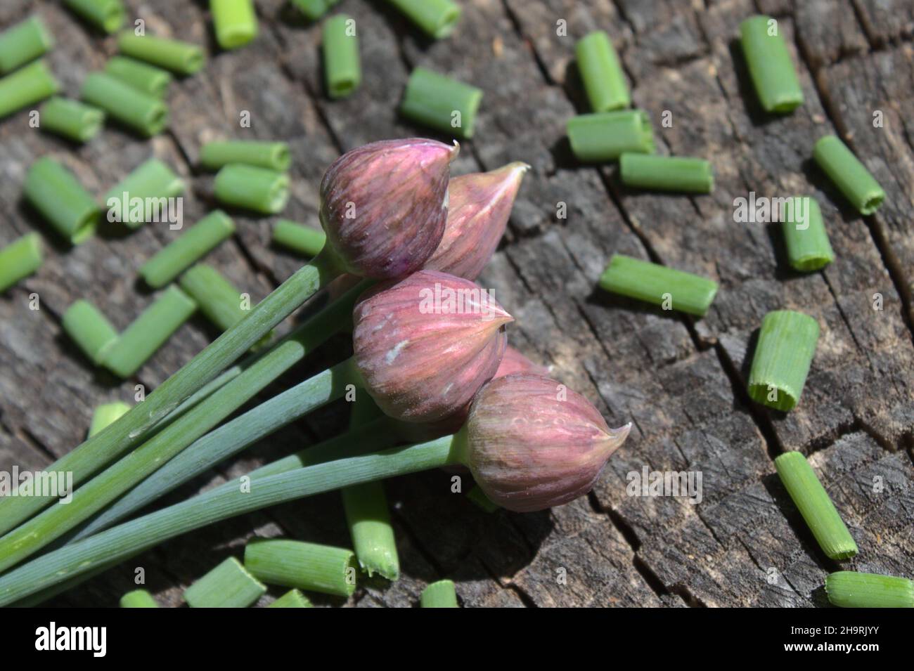 chives on an old tree trunk in the forest Stock Photo - Alamy