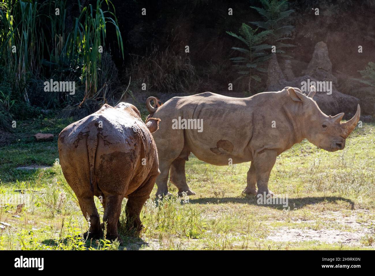 Two Rhino standing in the safari, trees, and grass Stock Photo - Alamy