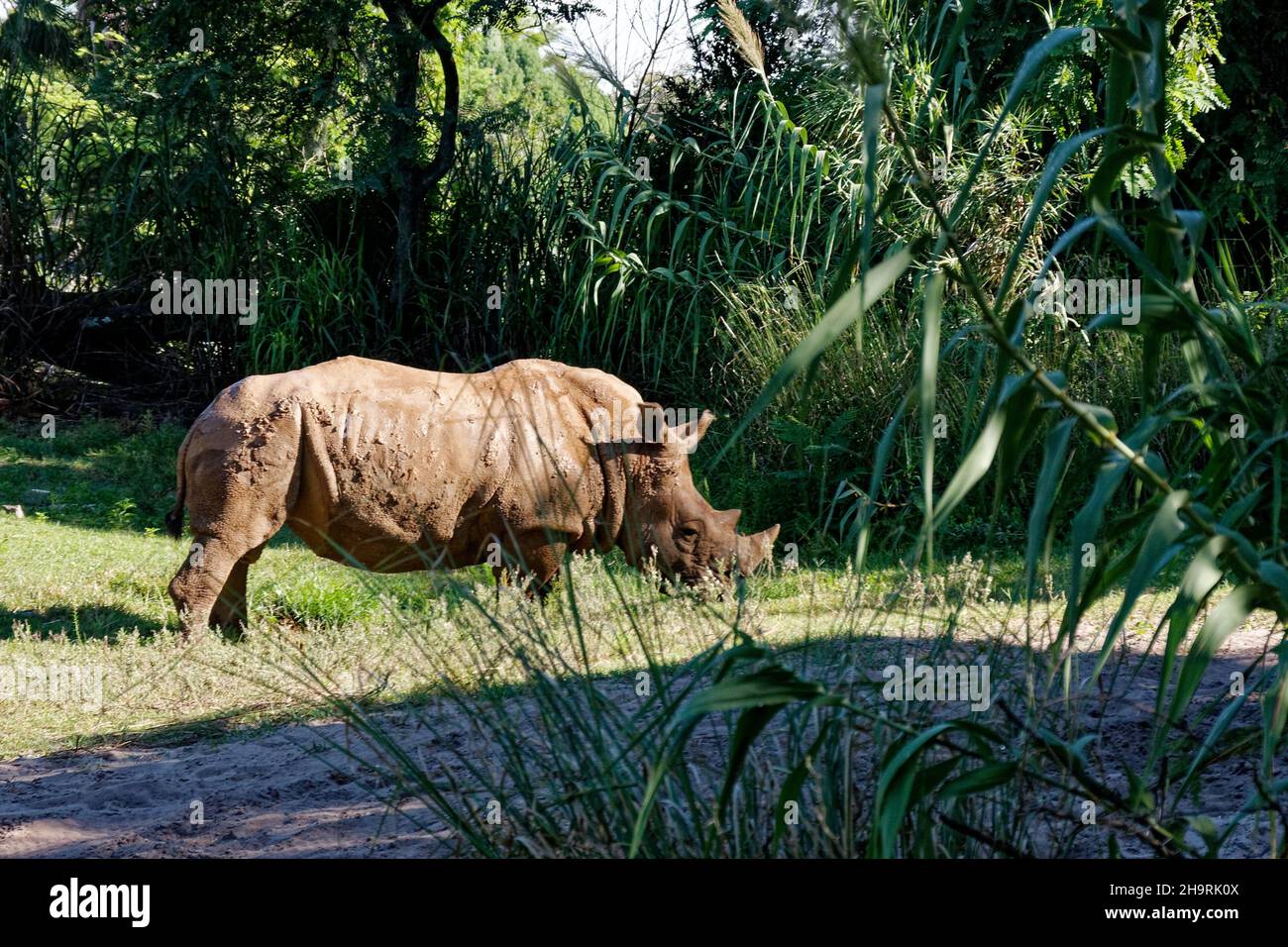 Rhino walking in the safari, trees, and grass Stock Photo - Alamy