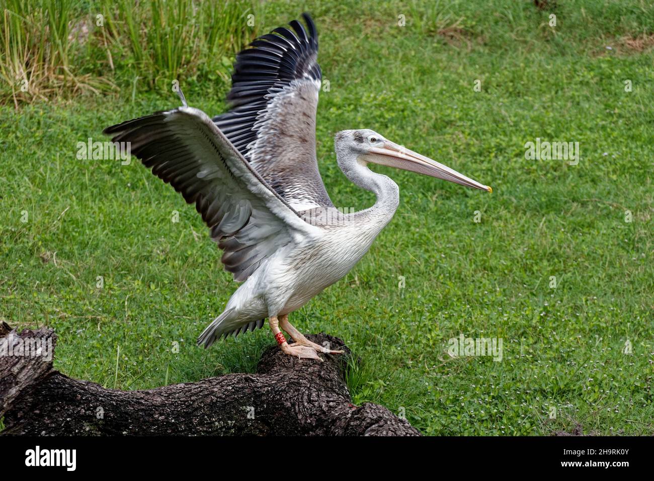 Pink-backed pelican sitting on the trunk. Pelecanus rufescens Stock ...