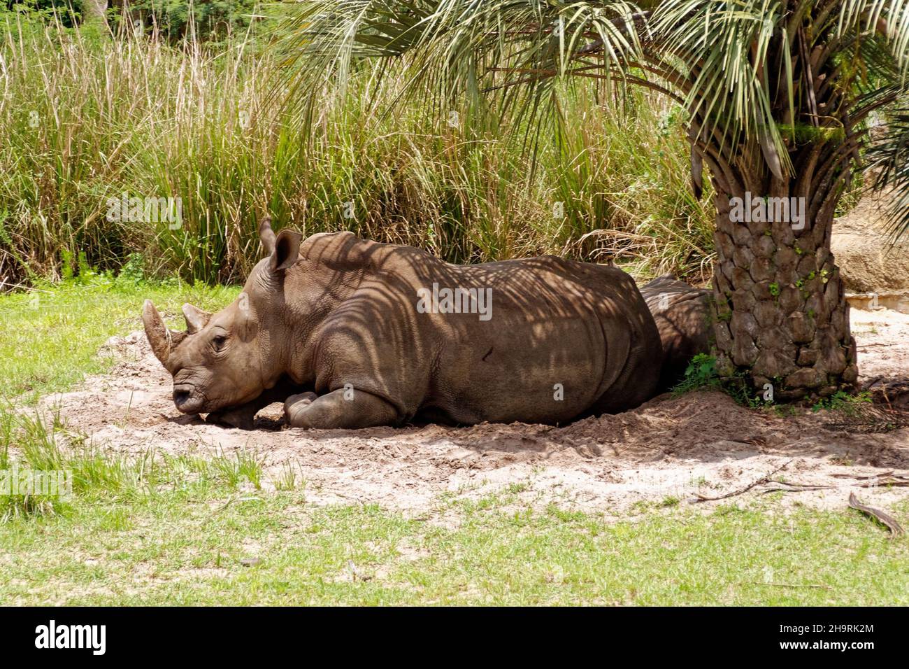Rhinoceros lying in grass hi-res stock photography and images - Alamy