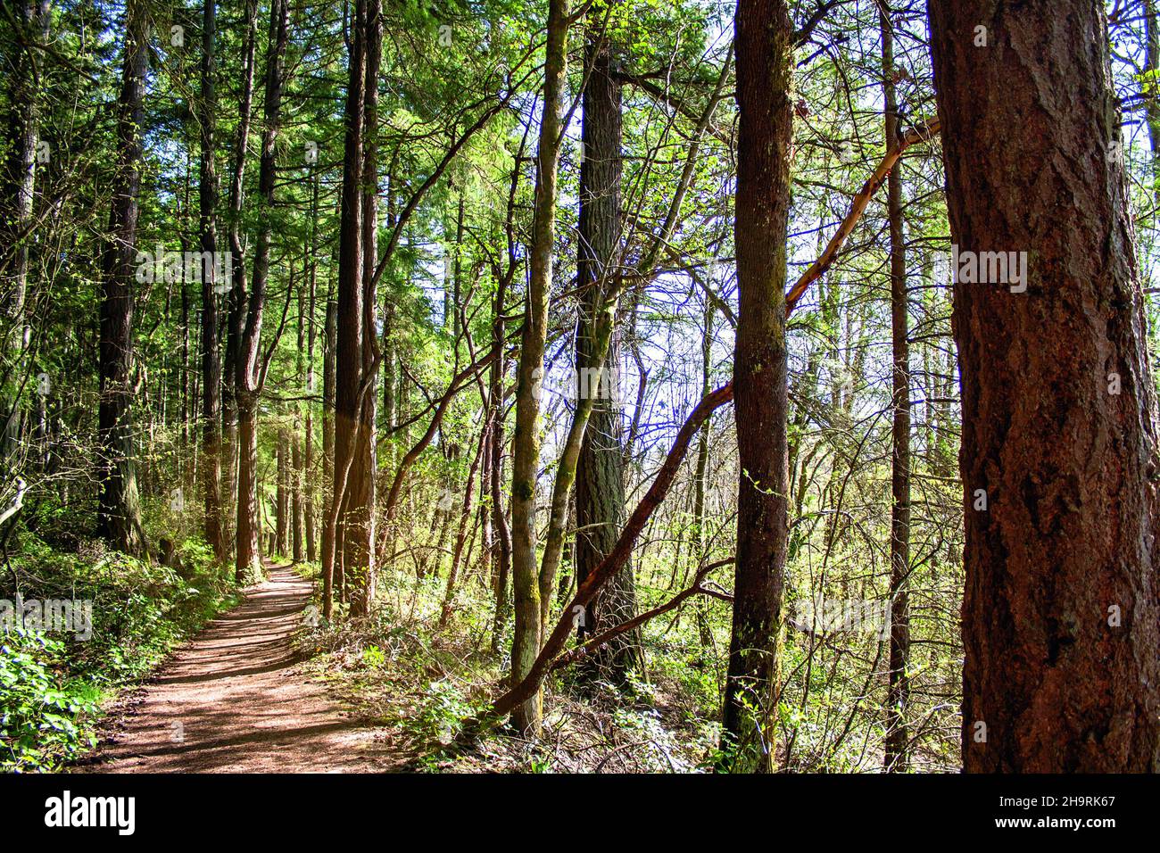 Path surrounded by tall dense trees Stock Photo - Alamy