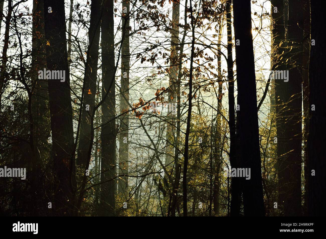 Beautiful wild frosty snowy winter hi-res stock photography and images ...