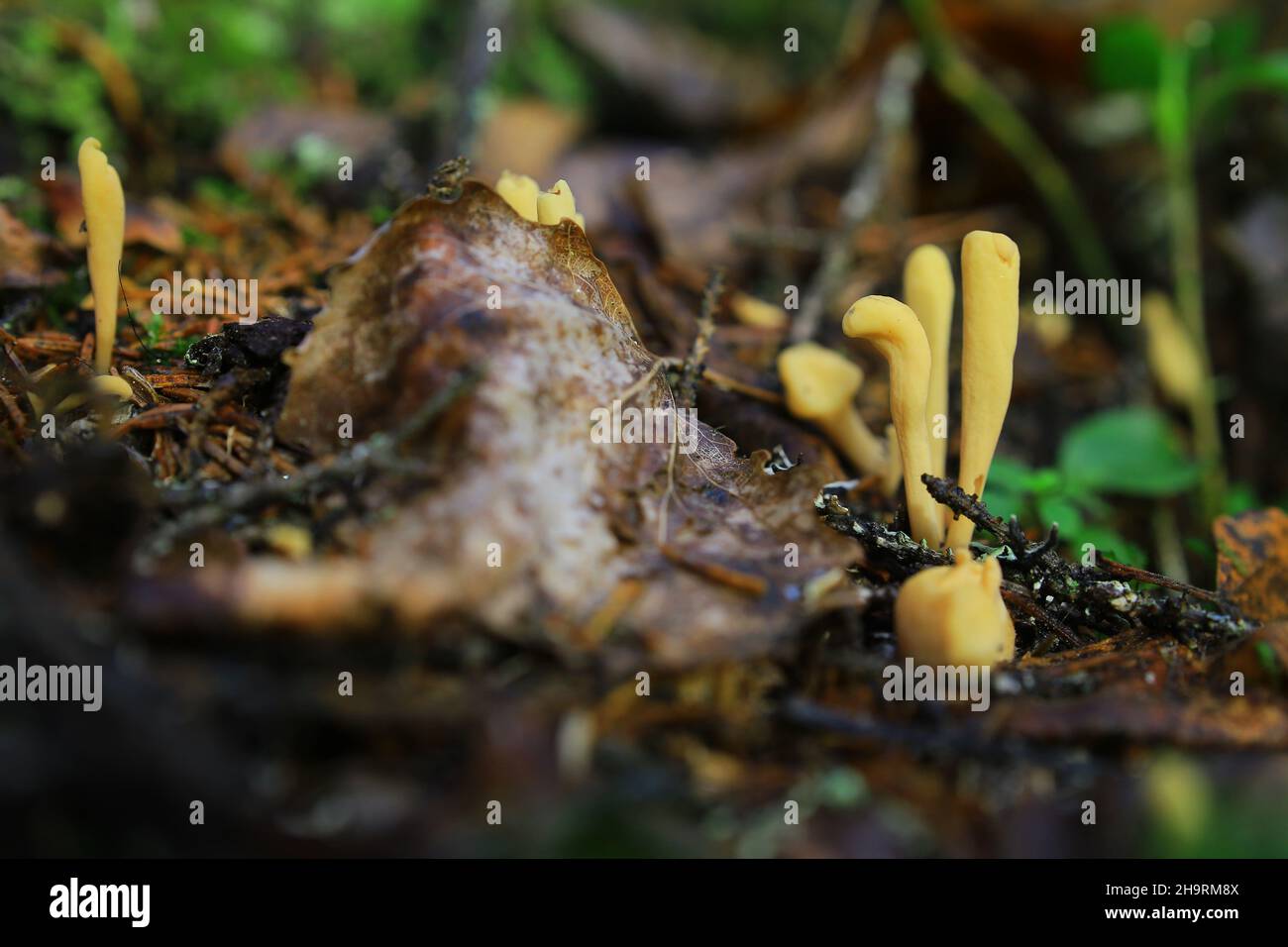 Macro of yellow fruit bodies of Clavariadelphus ligula, a club fungus ...