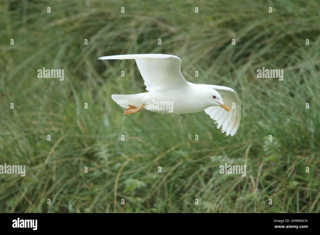 This common gull shows no dark pigmentation to its feathers making it a ...