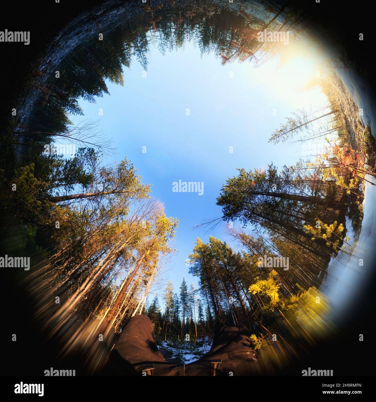 Wide angle upward shot, lying in the Swedish forest Stock Photo - Alamy