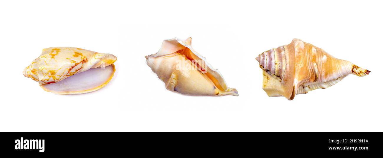 Top view of bright yellow seashell from the ocean set isolated on white ...