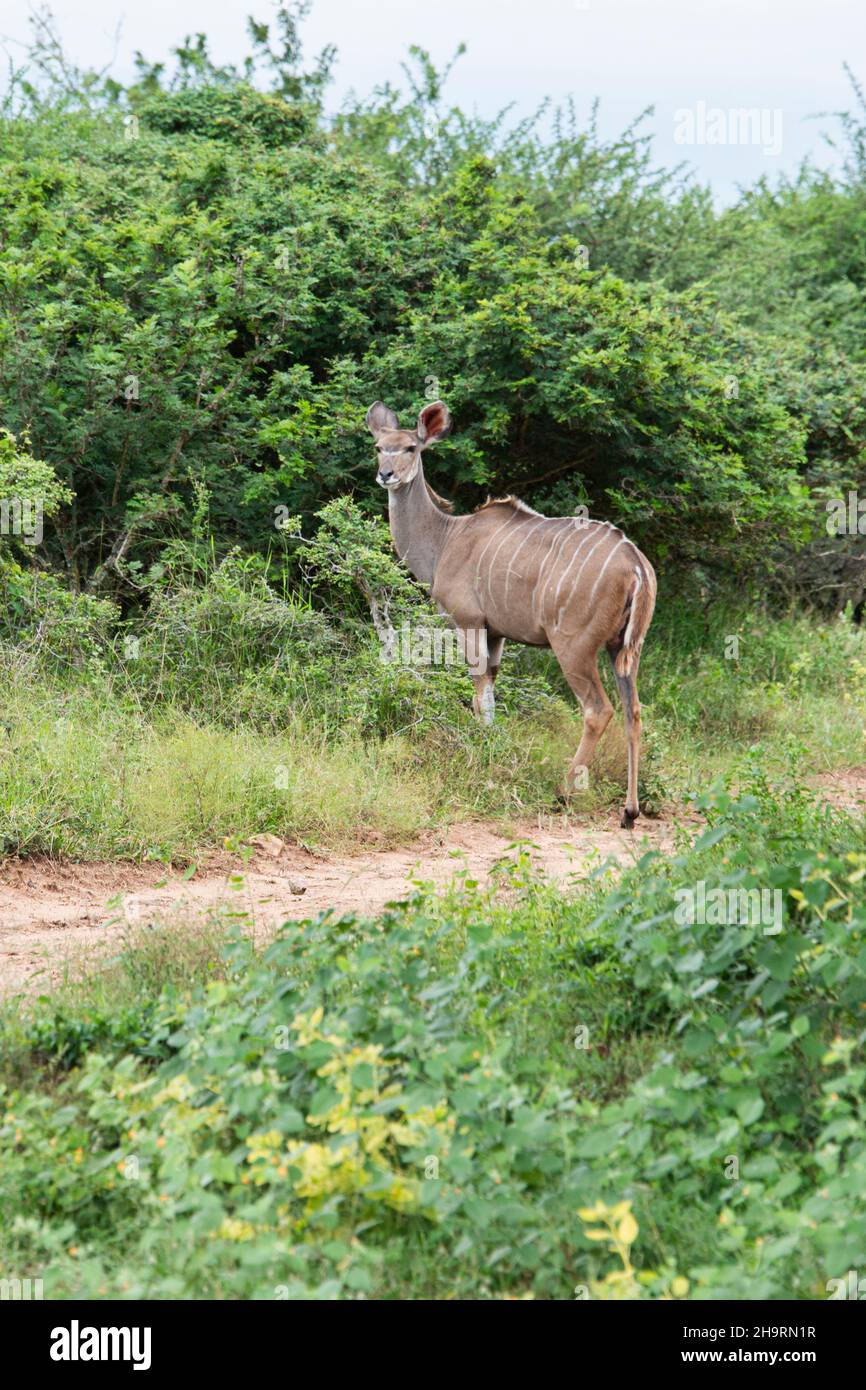 a koedeo animal in south africa Stock Photo - Alamy