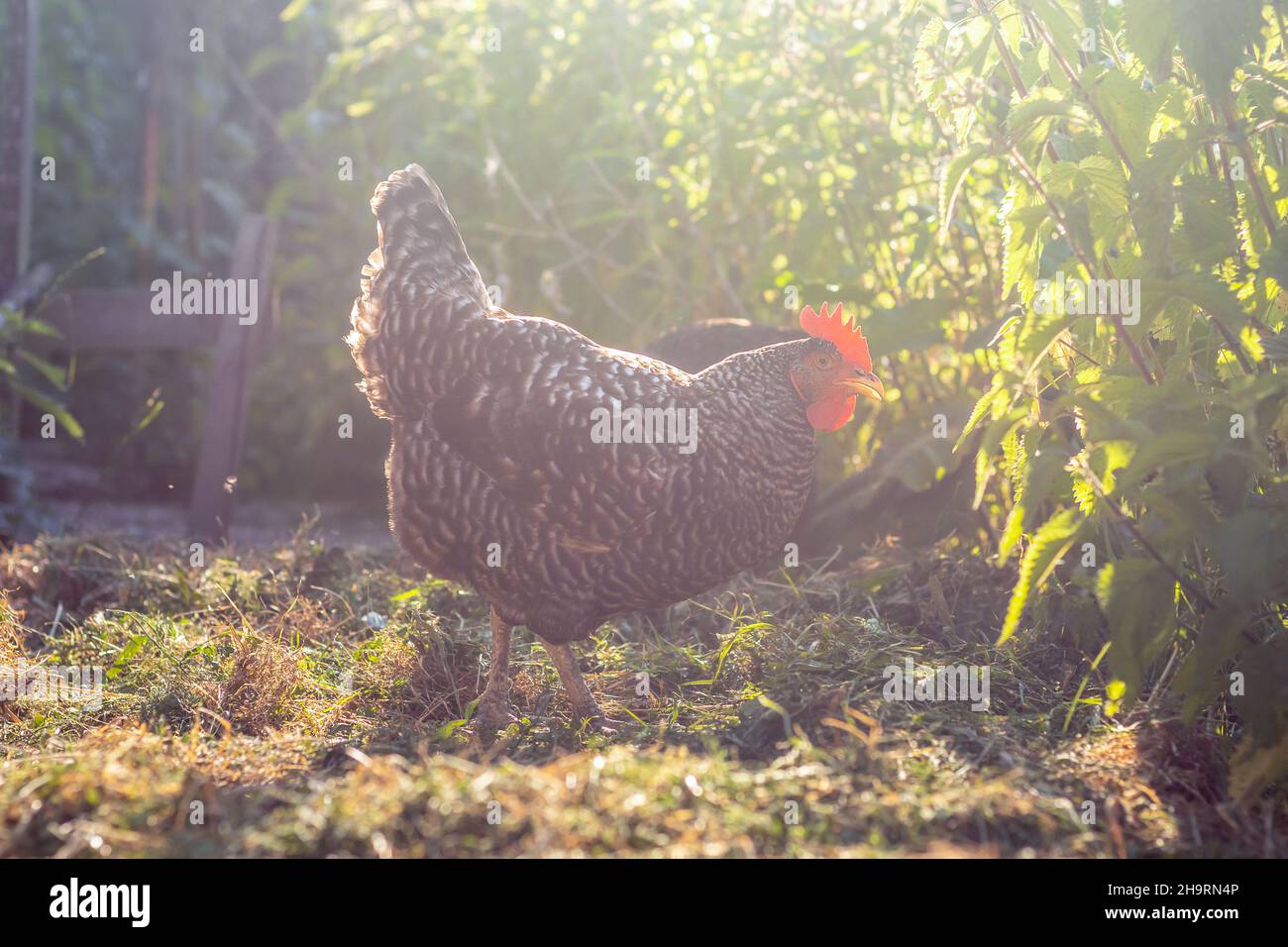 Free range Hens - blue and gray-colored hen in garden Stock Photo - Alamy