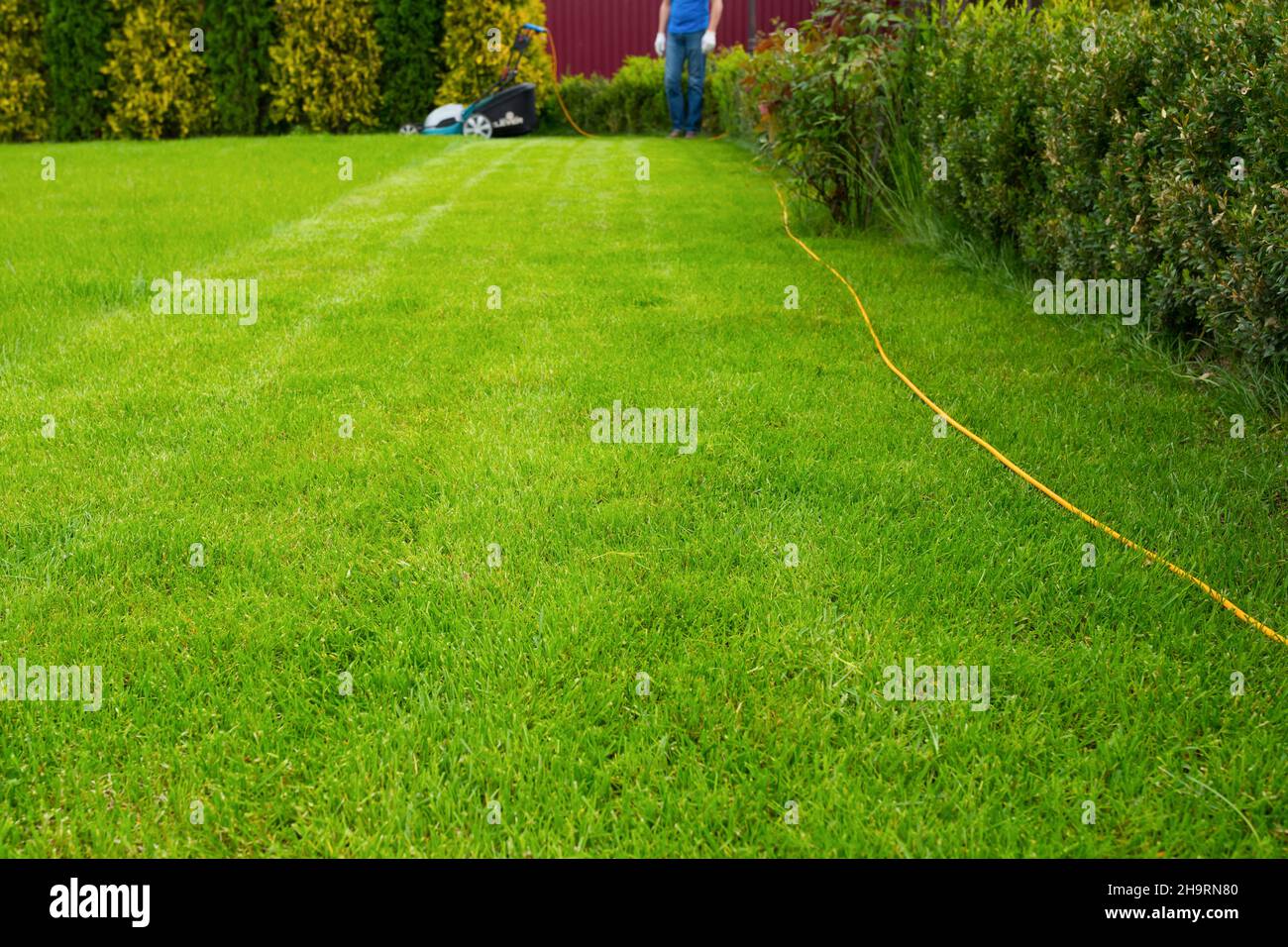 Freshly mowed green grass in the yard. Backyard Stock Photo - Alamy