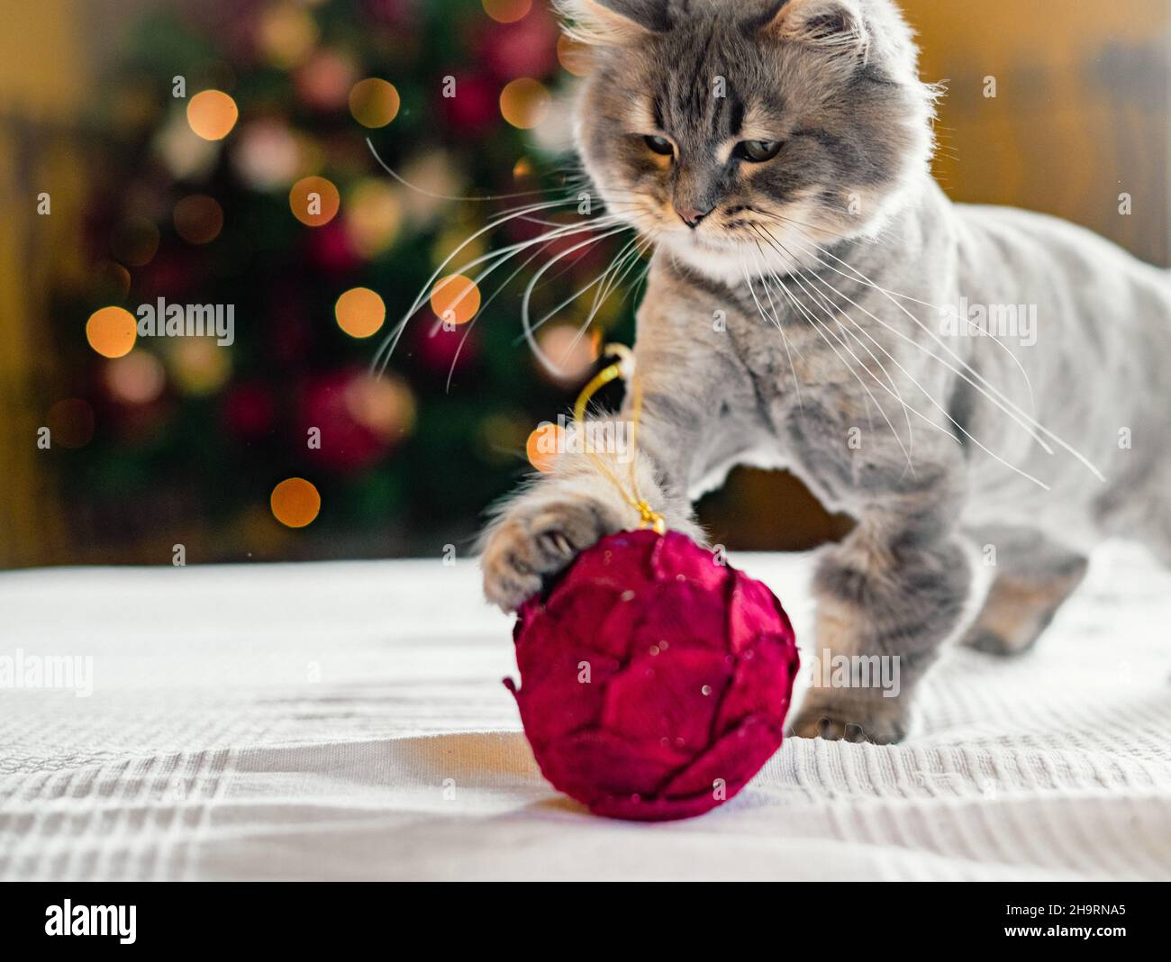 Woman playing cat holiday hi-res stock photography and images - Alamy