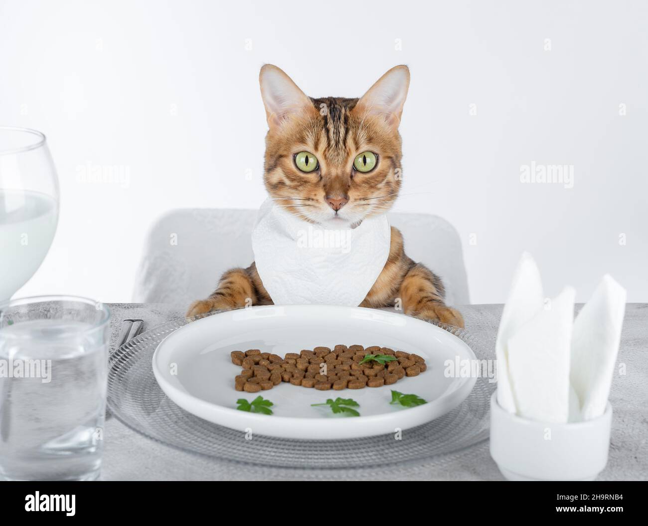 Funny cat at the laid table in a bib on a white background Stock Photo ...
