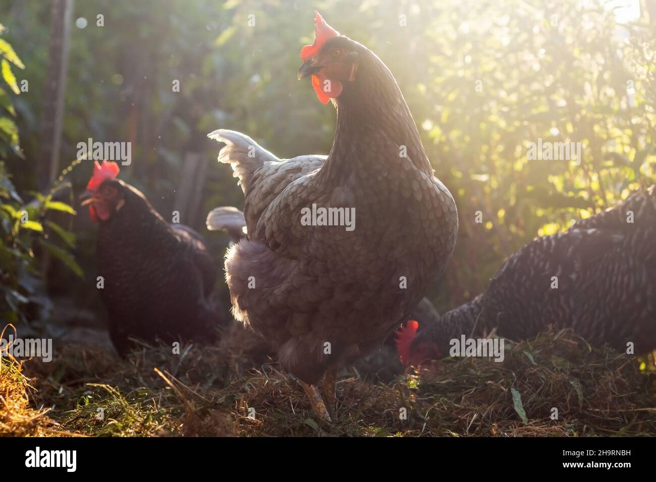 Free range Hens - blue and gray-colored hen in garden Stock Photo - Alamy