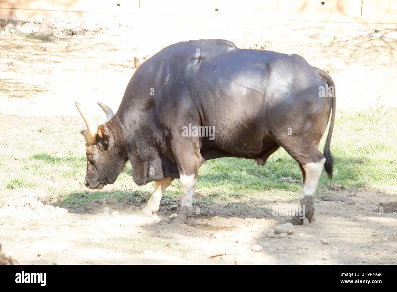 Gaur. Bos gaurus, also known as the Indian bison Stock Photo - Alamy