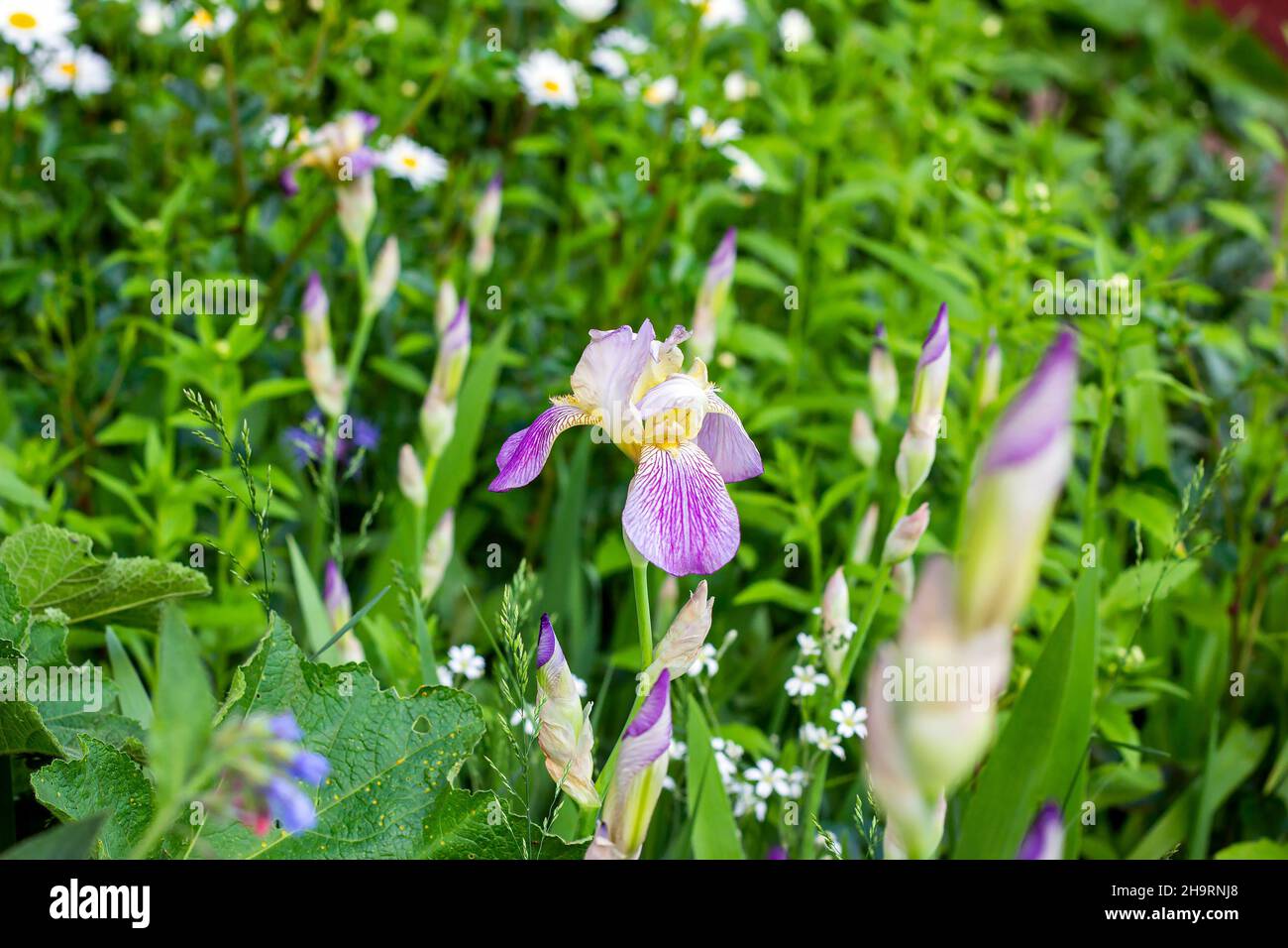 Bright purple, white, blue and violet blooming Iris xiphium (Bulbous ...