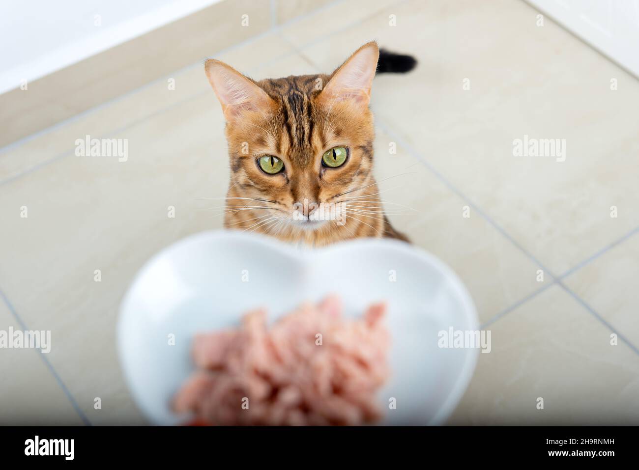 Hungry domestic cat on the floor waiting for canned food Stock Photo ...