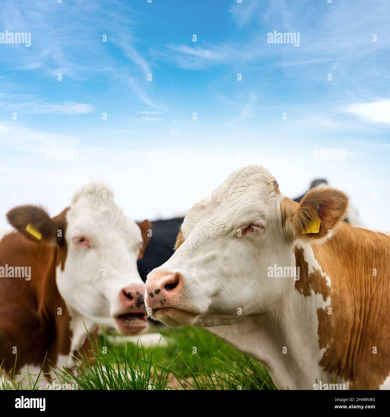 Cows. Portrait of two white and brown heifers without horns on green ...