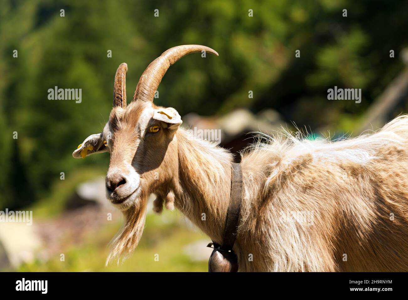 Portrait of a curious mountain goat with horns and cowbell looking at ...