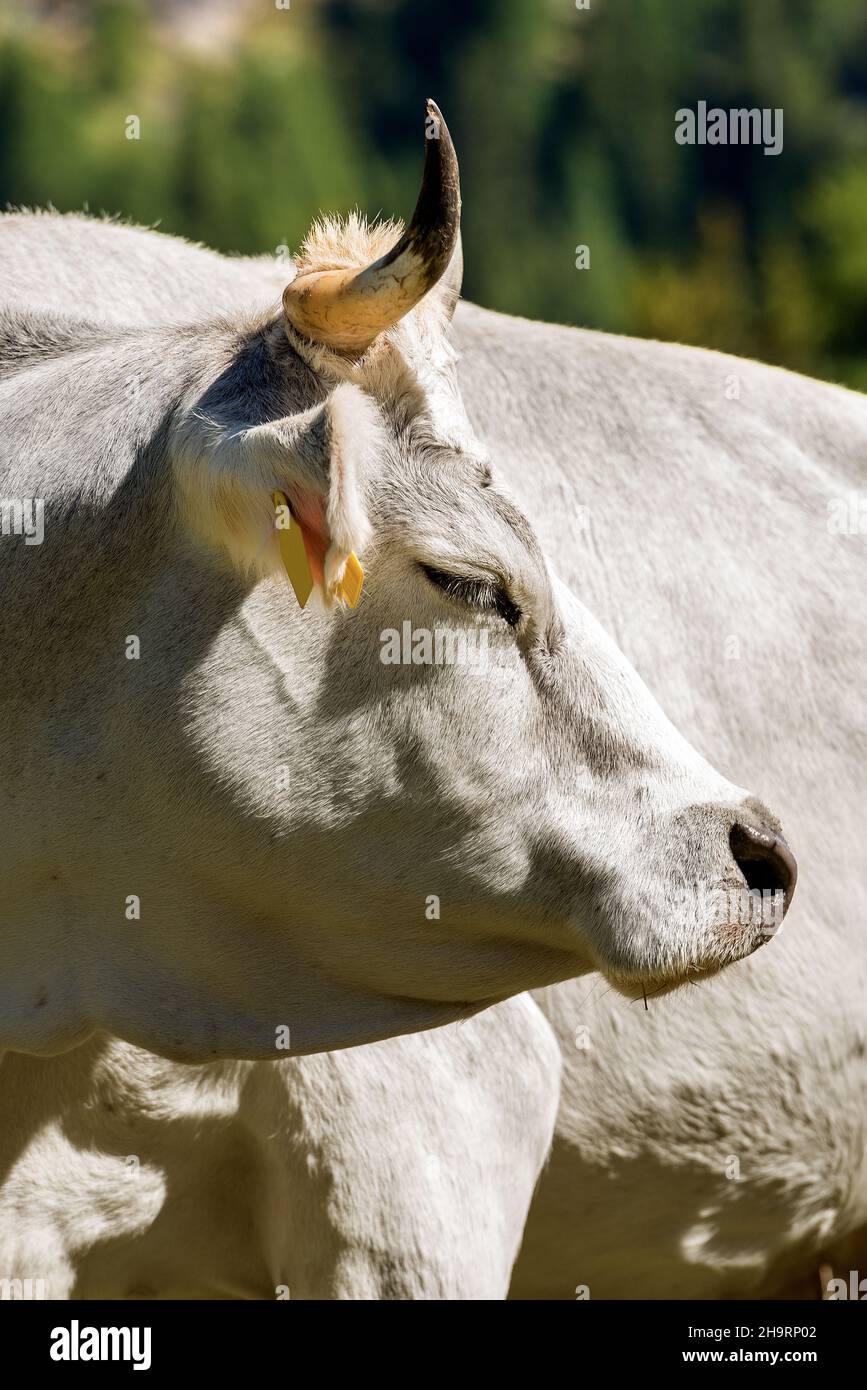 Cow. Portrait of a white heifer with horns, side view, Italian Alps ...