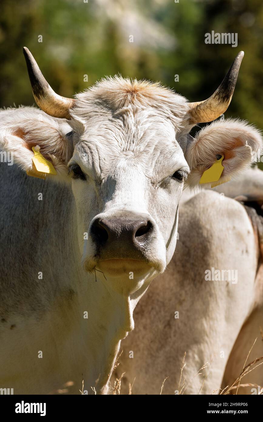 Cow. Portrait of a white heifer with horns looking in the camera ...