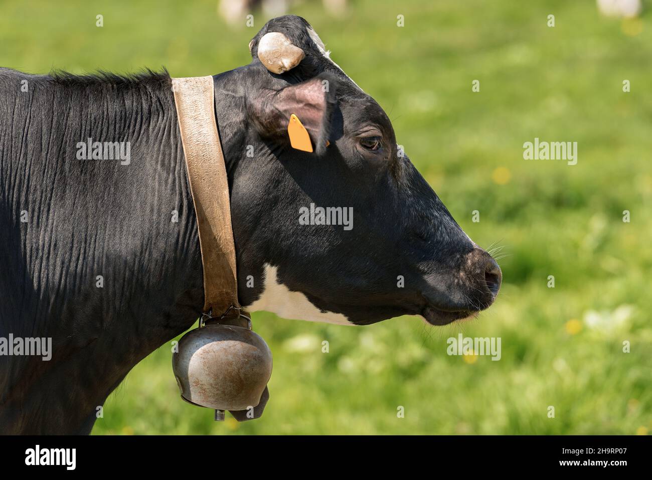 Portrait of a white and black dairy cow without horns and cowbell ...
