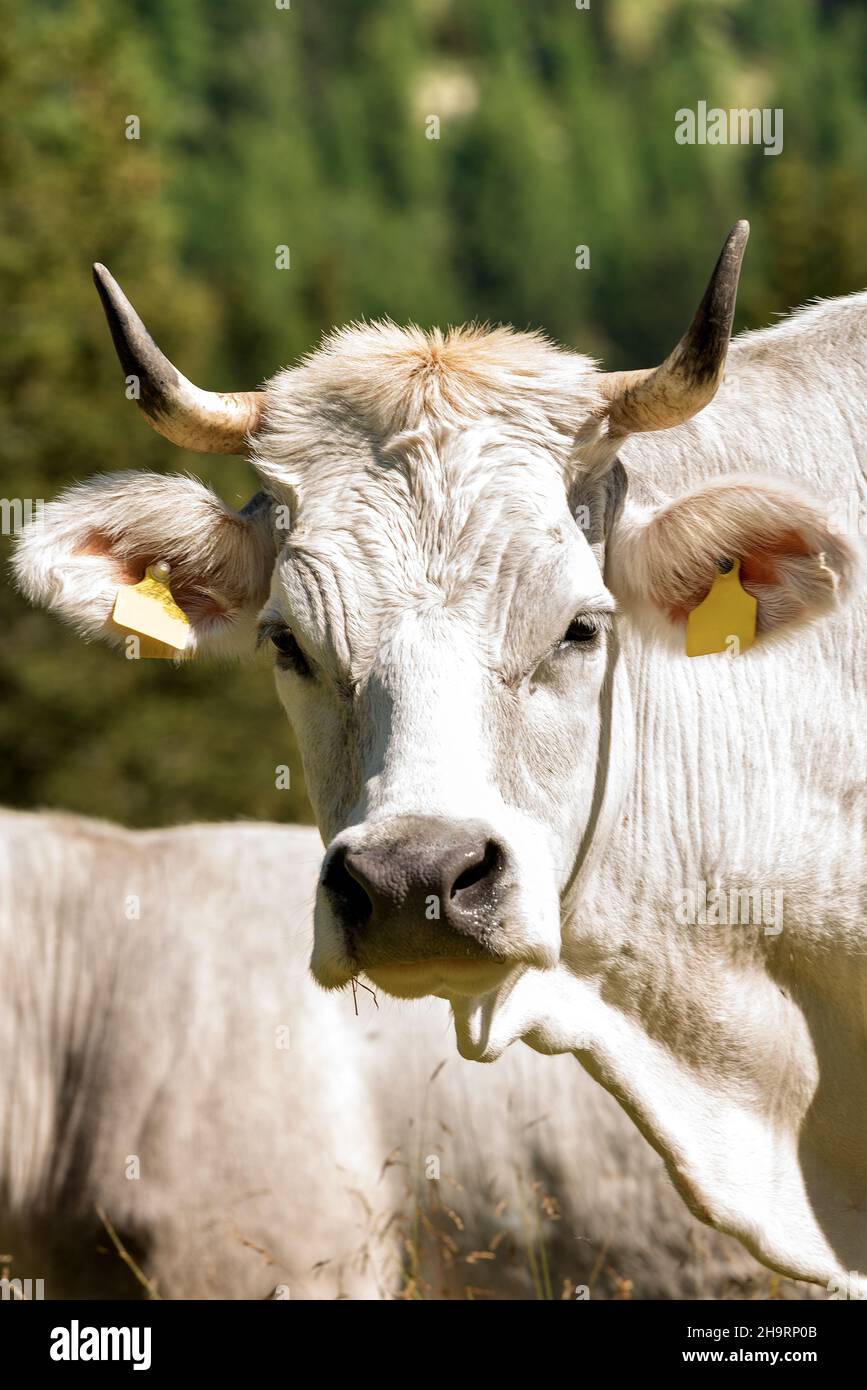 Cow. Portrait of a white heifer with horns looking in the camera ...