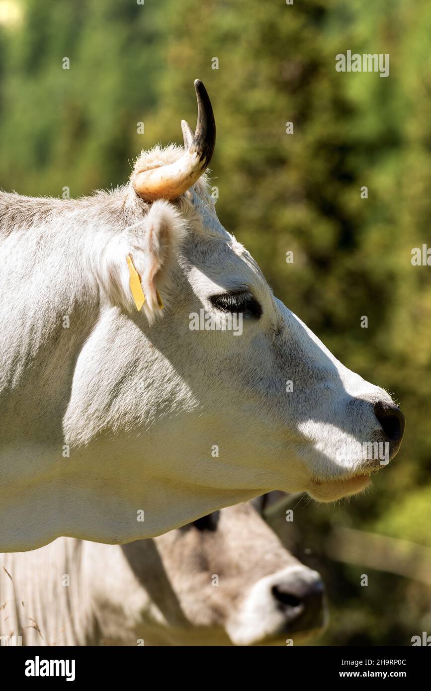 Cow. Portrait of a white heifer with horns, side view, Italian Alps ...